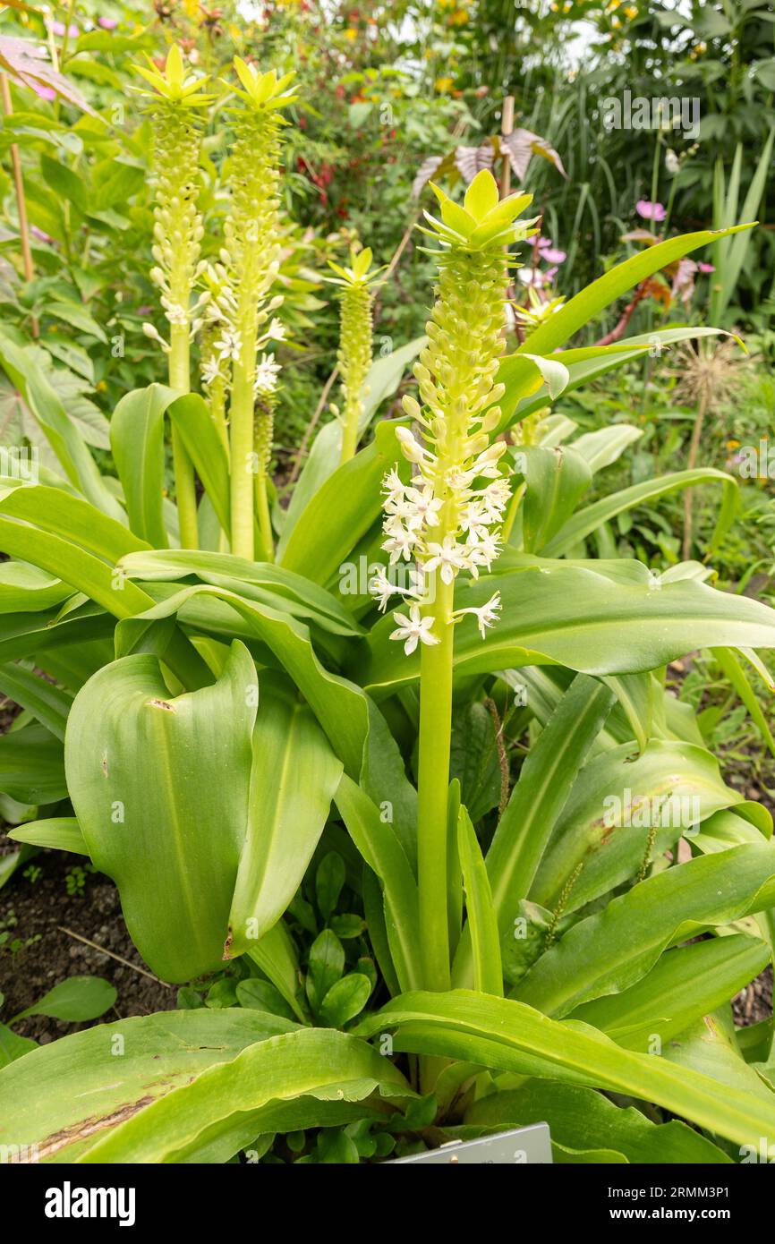 Eucomis species hi-res stock photography and images - Alamy