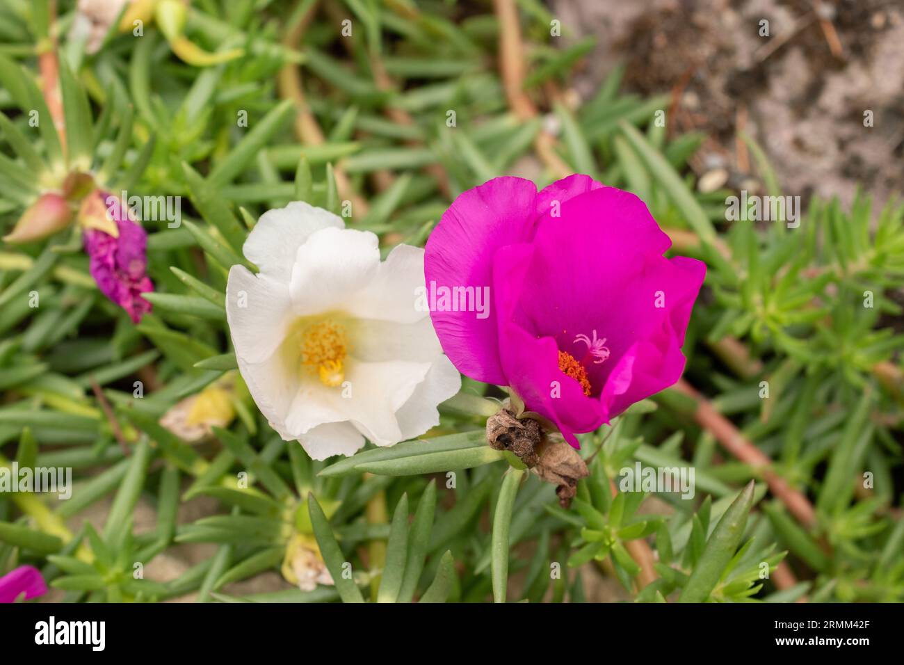 Portulaca grandiflora species hi-res stock photography and images - Alamy
