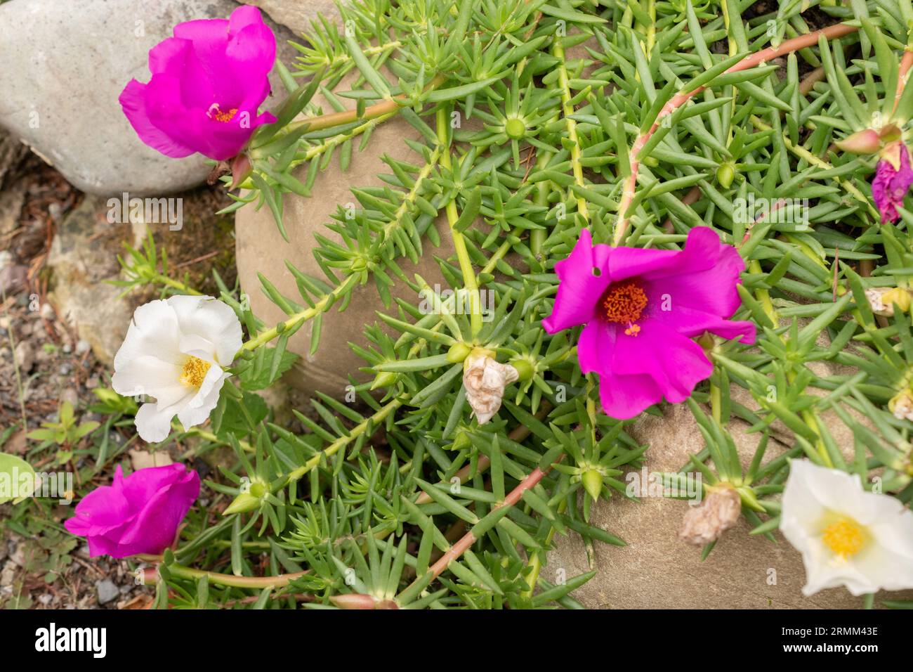 Zurich, Switzerland, August 9, 2023 Portulaca Grandiflora or mexican ...