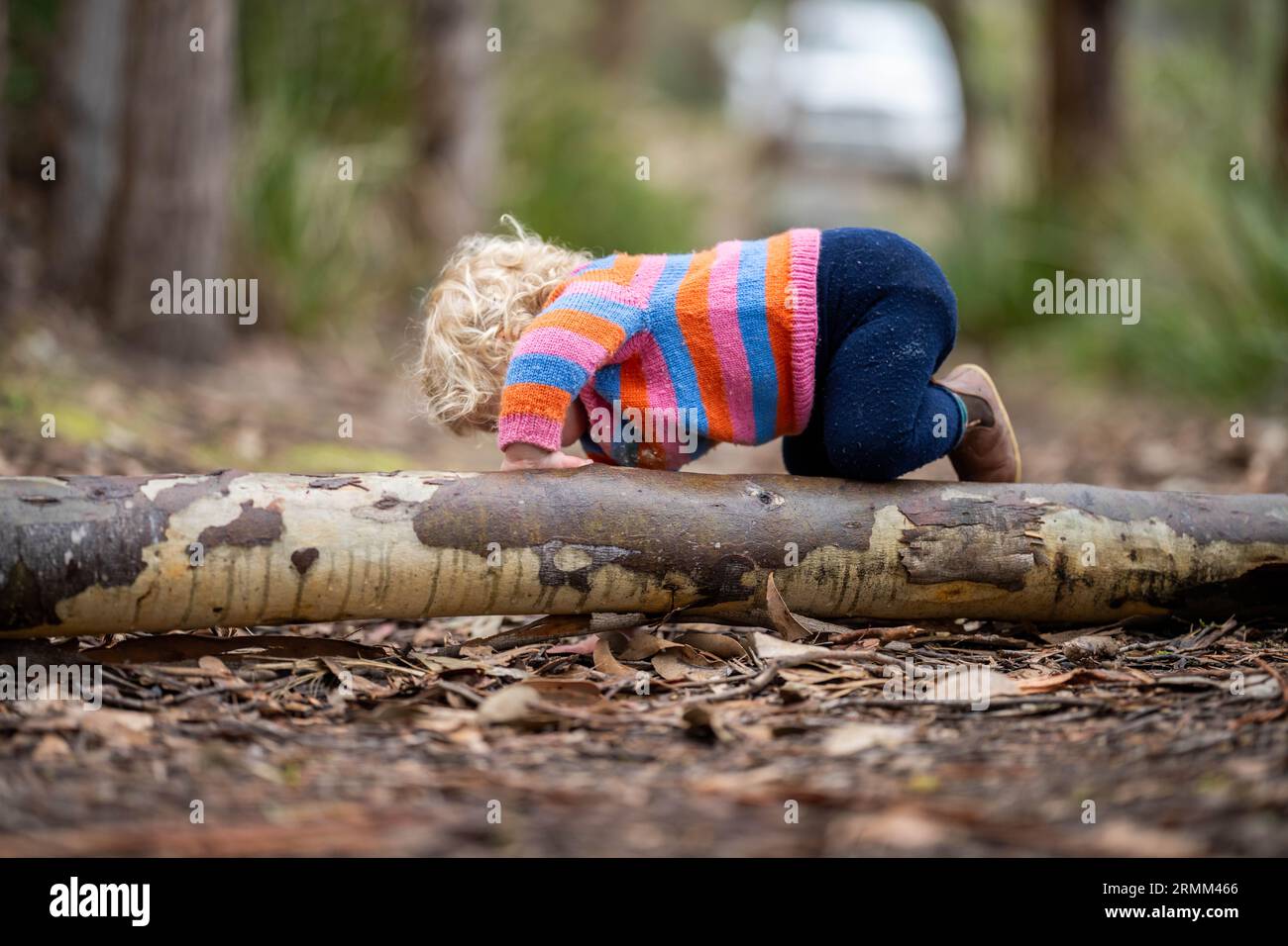 Child climbing tree australia hi-res stock photography and images - Alamy