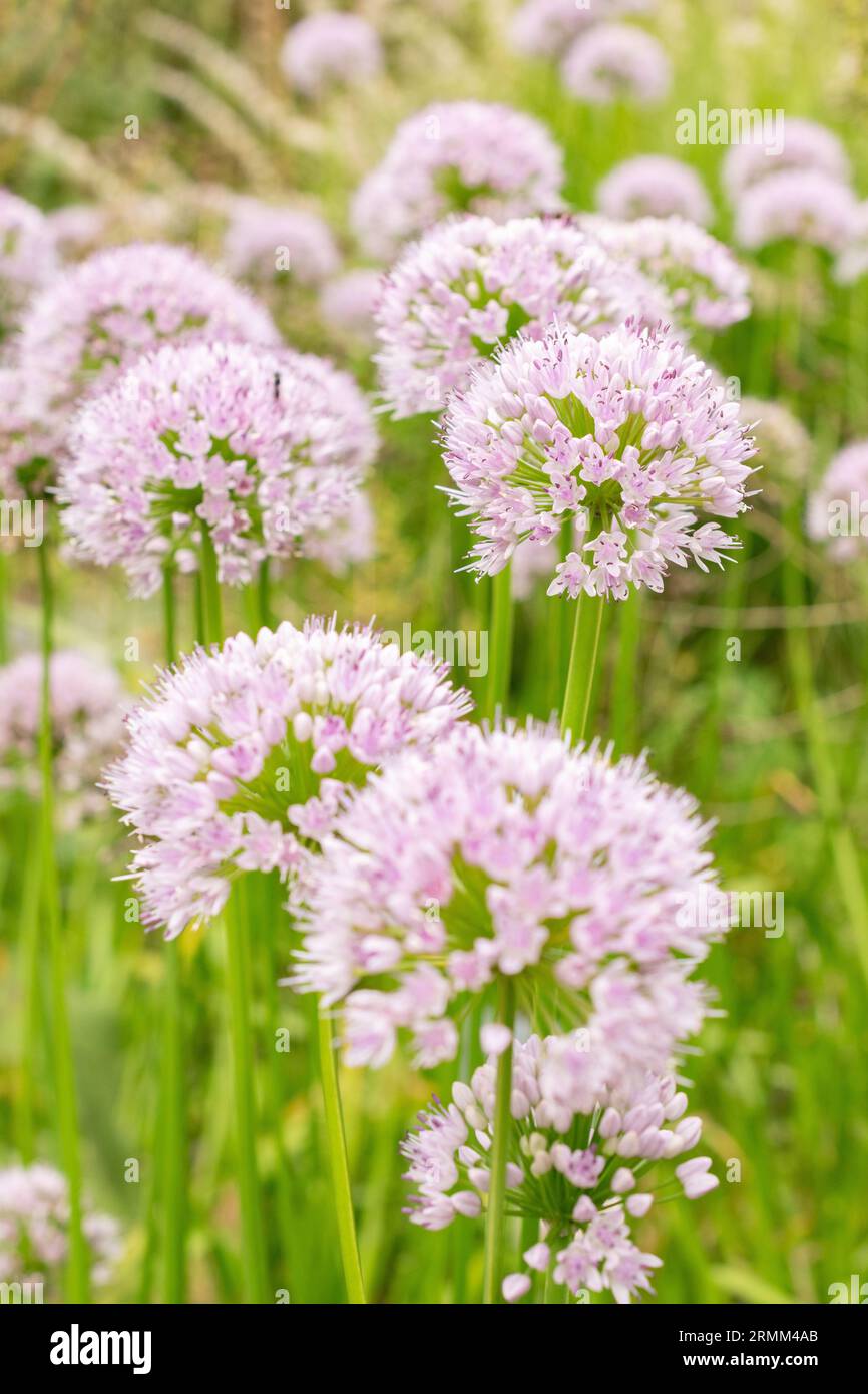 Zurich, Switzerland, August 9, 2023 Allium Nutans or siberian chives at ...