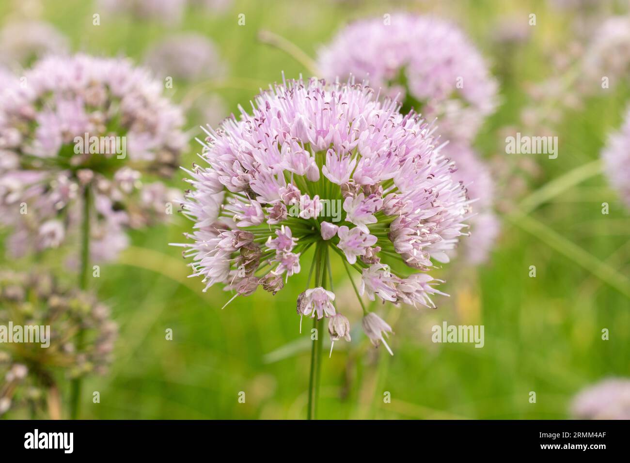 Zurich, Switzerland, August 9, 2023 Allium Nutans or siberian chives at ...