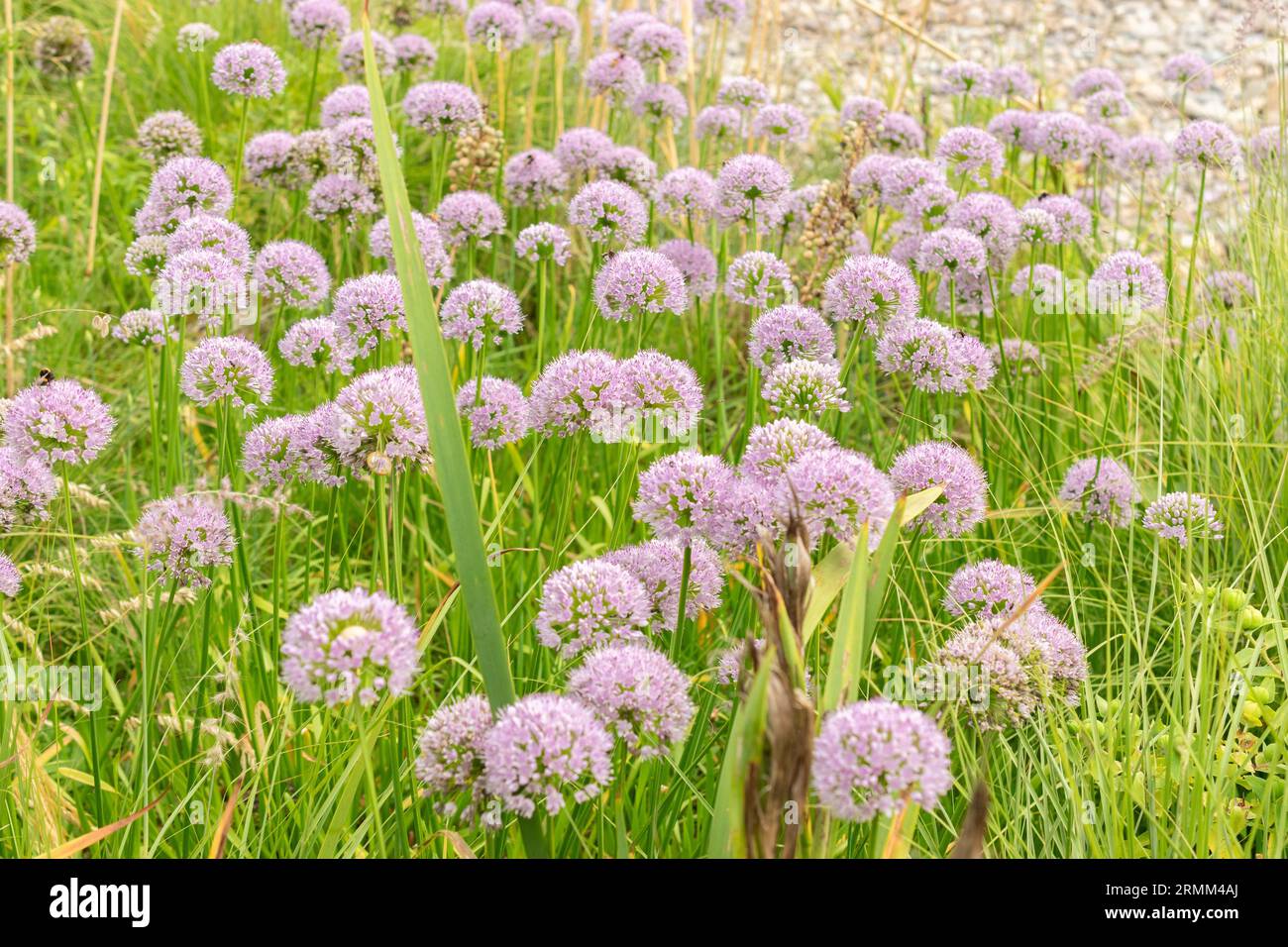 Zurich, Switzerland, August 9, 2023 Allium Nutans or siberian chives at ...