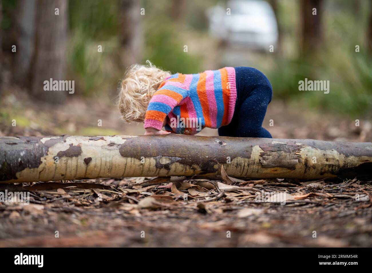 baby climbing a tree. toddler exploring in the forest in the trees in ...