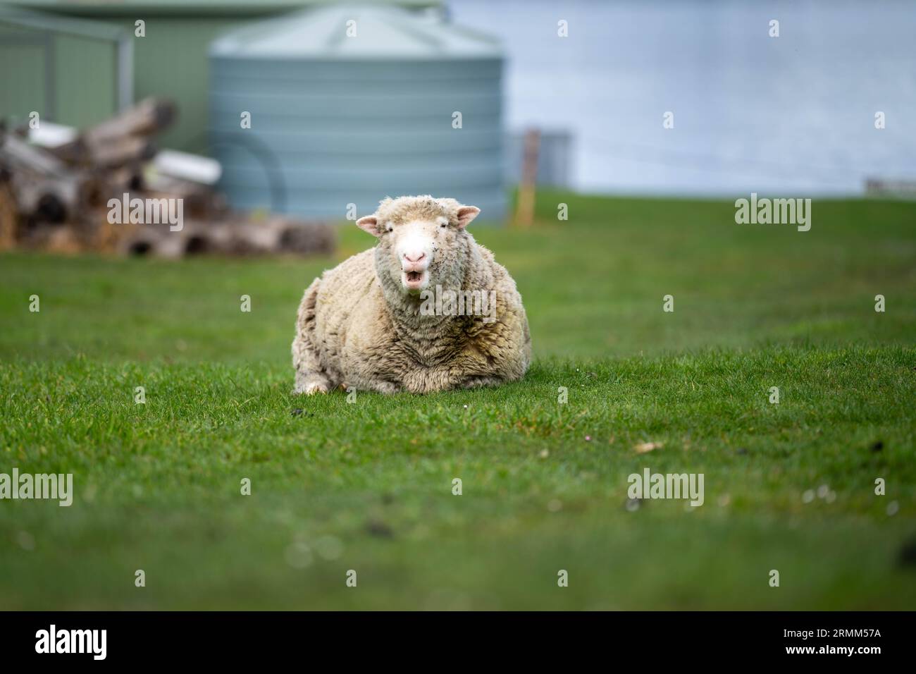 Sheep in a field. Merino sheep, grazing and eating grass in New zealand ...