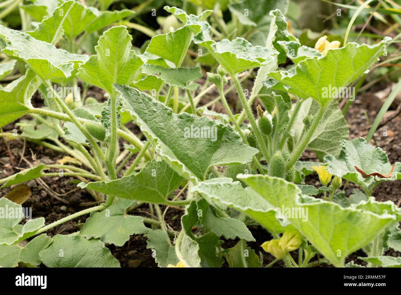 Zurich, Switzerland, August 9, 2023 Ecballium Elaterium or squirting ...