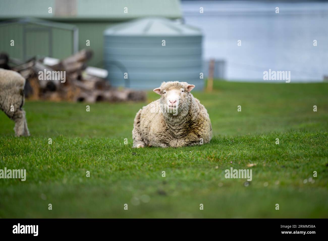 flock of sheep under gum trees in summer on a regenerative agricultural ...