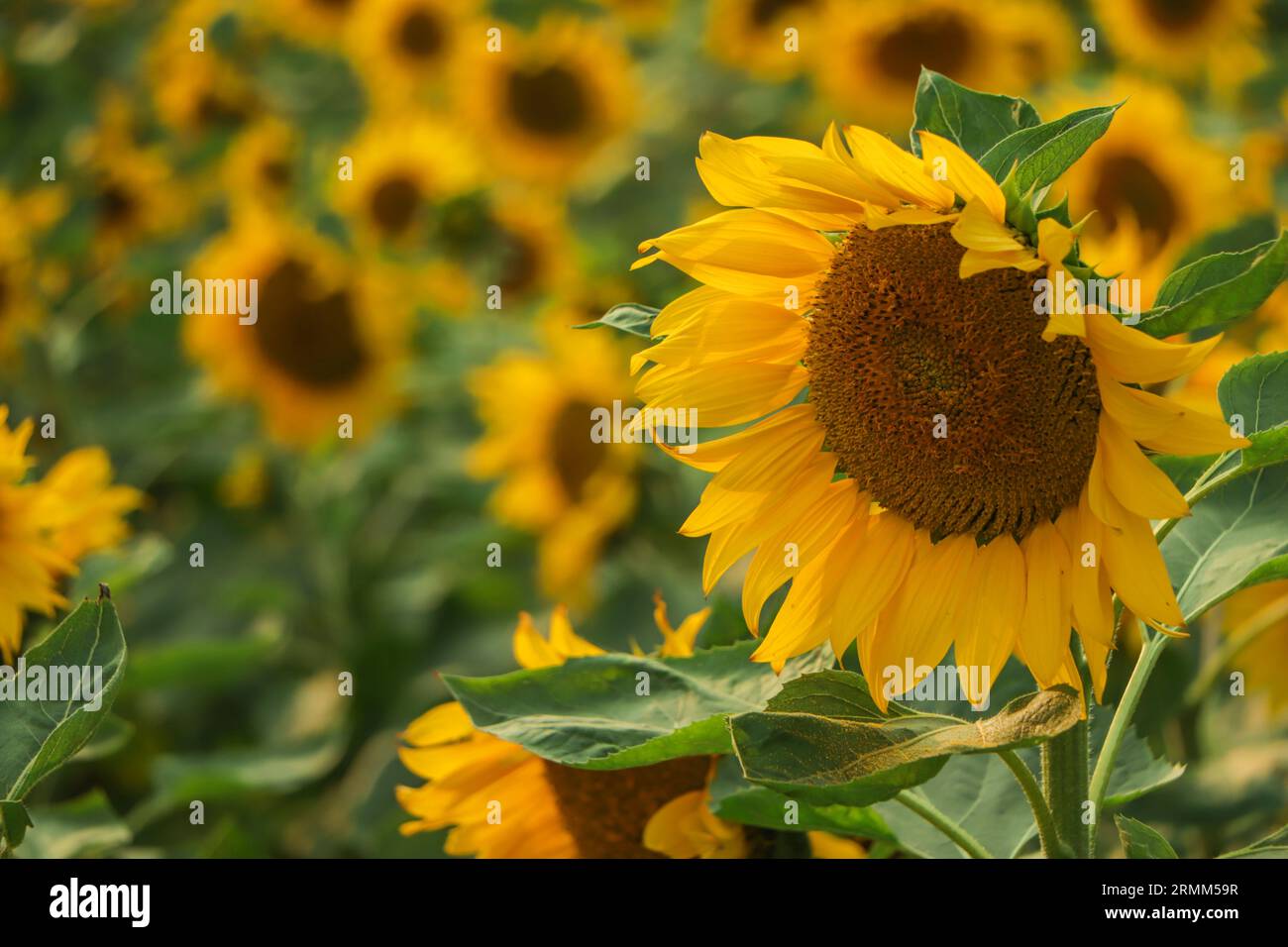 Old sunflower head hi-res stock photography and images - Alamy