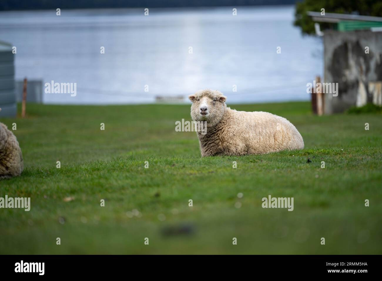 flock of sheep under gum trees in summer on a regenerative agricultural ...