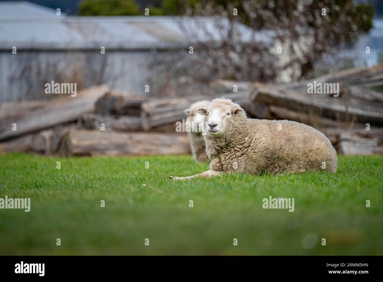 Sheep in a field. Merino sheep, grazing and eating grass in New zealand ...