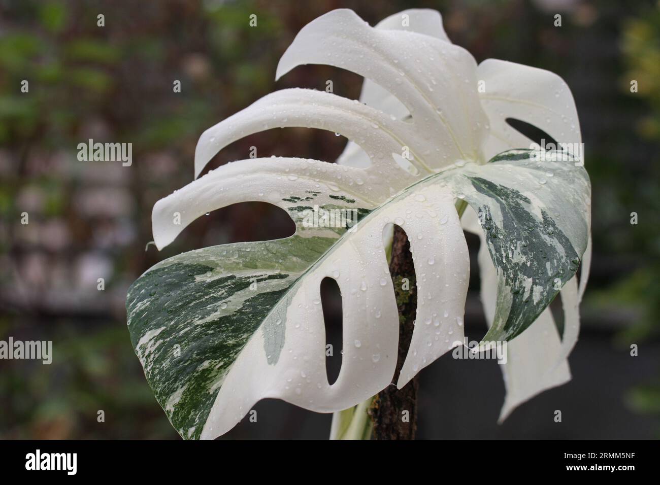 green indoor plant Monstera albo variegata Stock Photo - Alamy