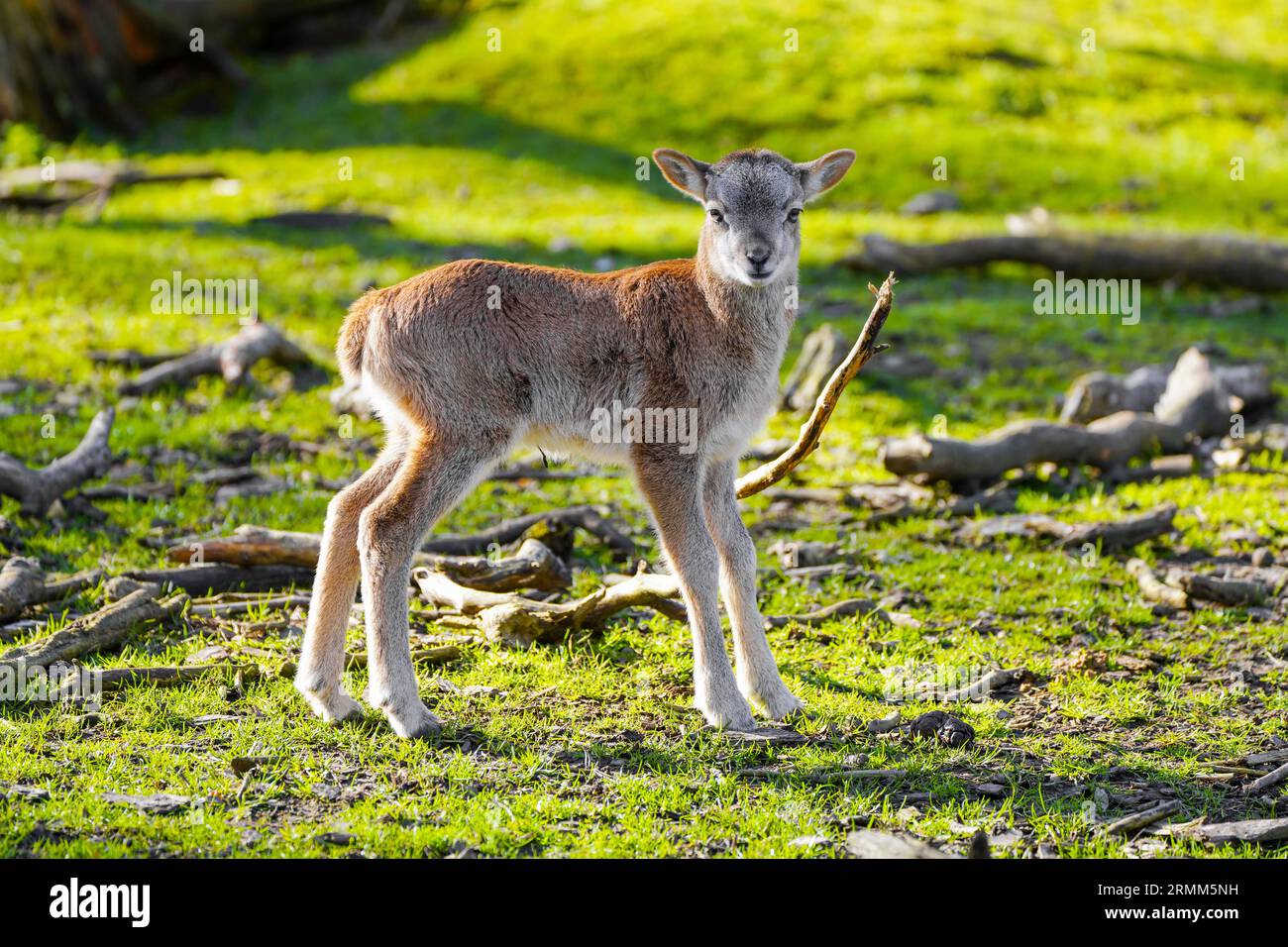 Portrait of a small calf of deer. Cute cub close-up Stock Photo - Alamy