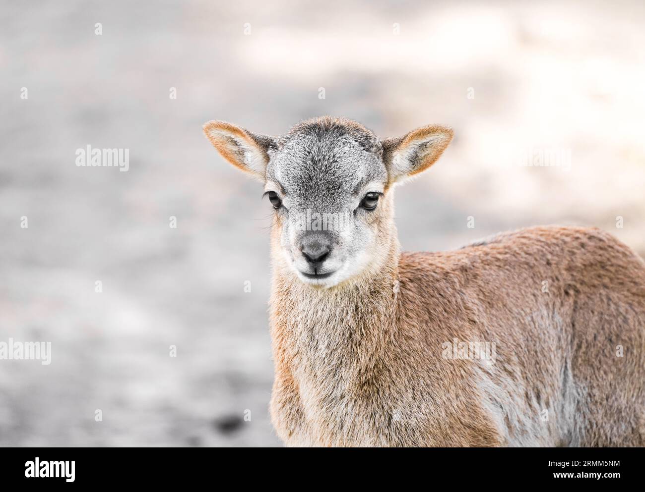 Portrait of a small calf of deer. Cute cub close-up Stock Photo - Alamy