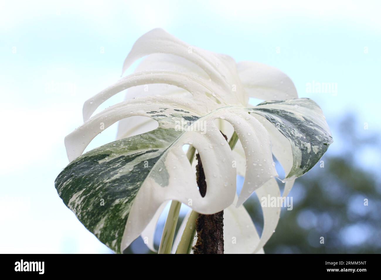 green indoor plant Monstera albo variegata Stock Photo - Alamy