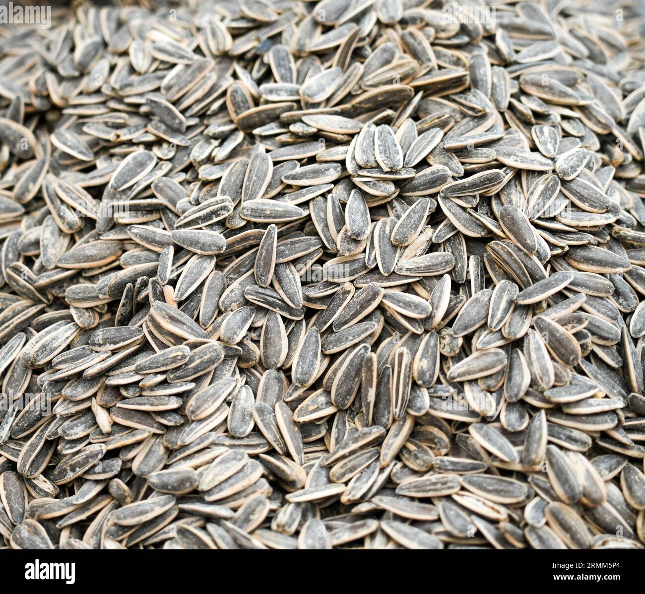 Black and white sunflower seeds with shell close-up Stock Photo - Alamy