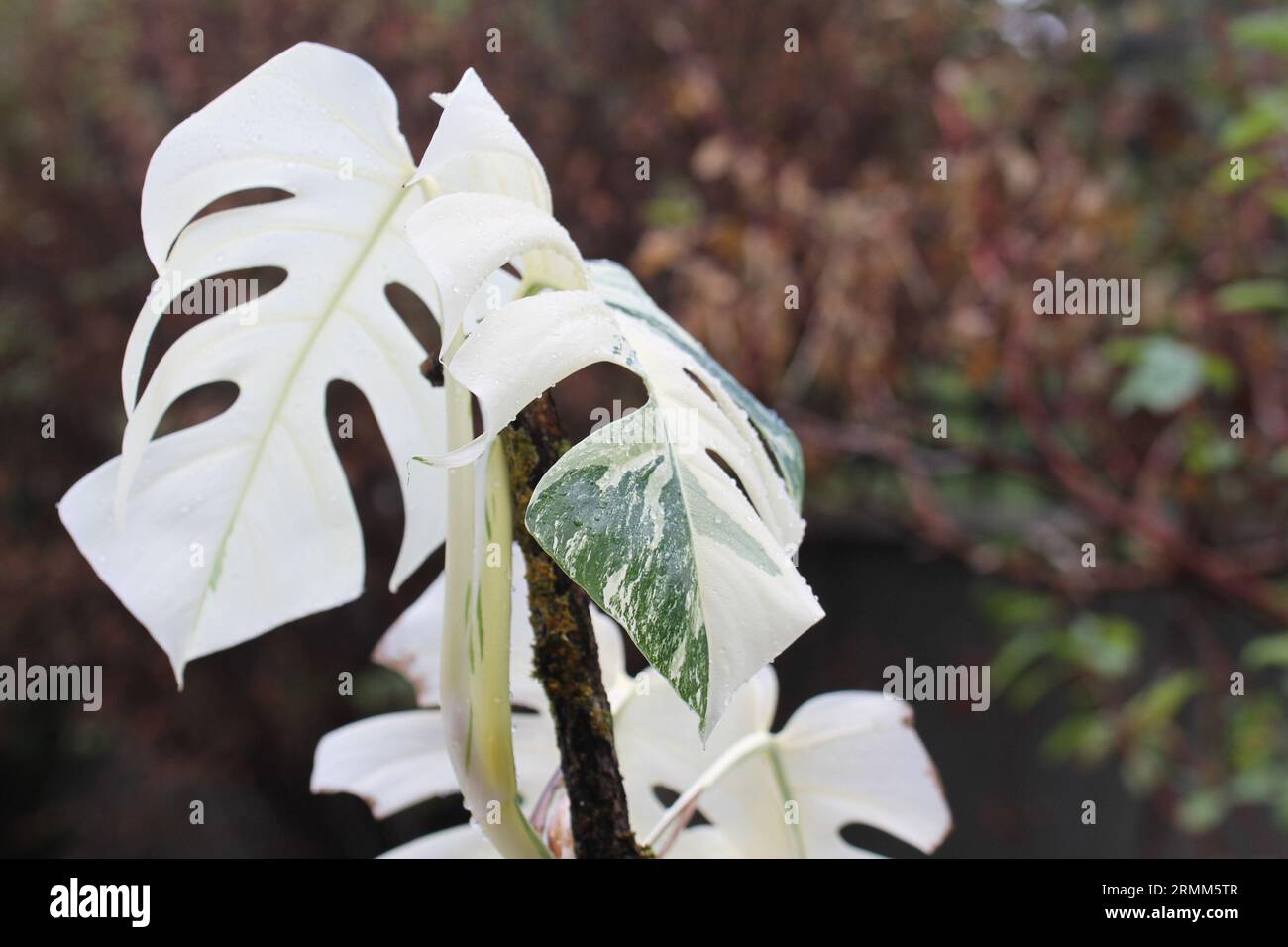 green indoor plant Monstera albo variegata Stock Photo - Alamy