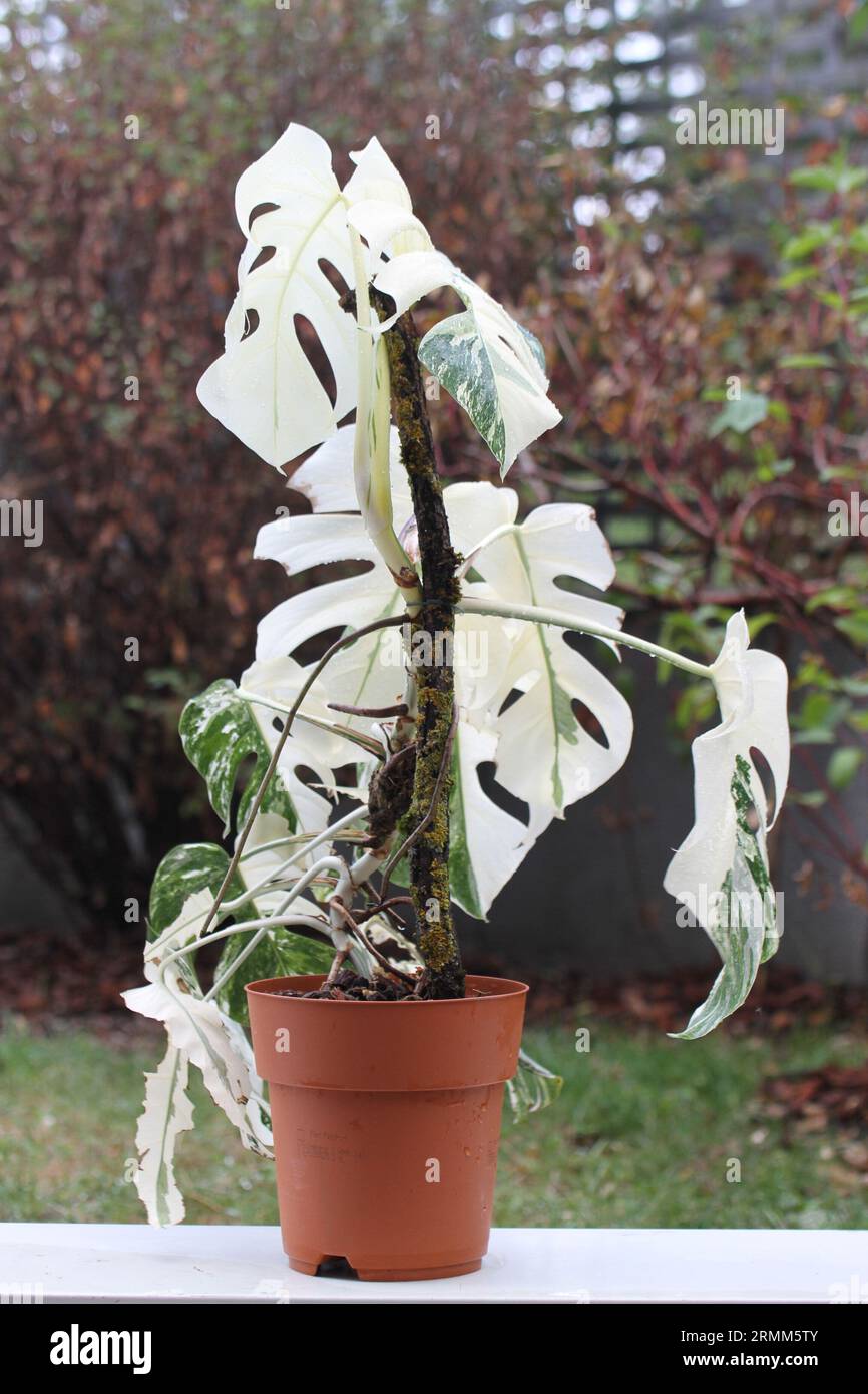 green indoor plant Monstera albo variegata Stock Photo - Alamy