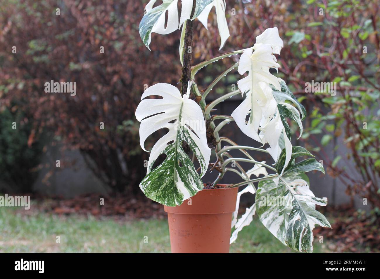 green indoor plant Monstera albo variegata Stock Photo - Alamy