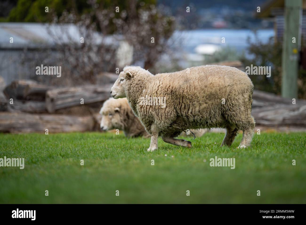 flock of sheep under gum trees in summer on a regenerative agricultural farm in New Zealand ...