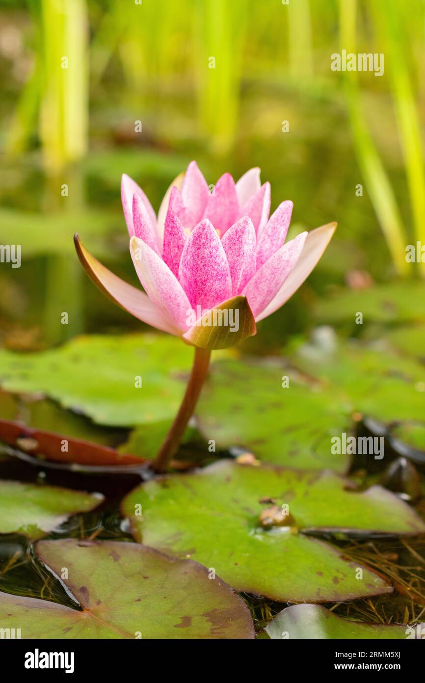 Zurich, Switzerland, August 9, 2023 Nymphaea Tetragona or pygmy water ...