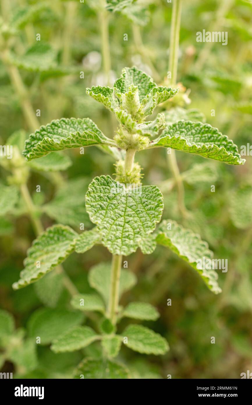 Zurich, Switzerland, August 9, 2023 Marrubium Vulgare or common ...