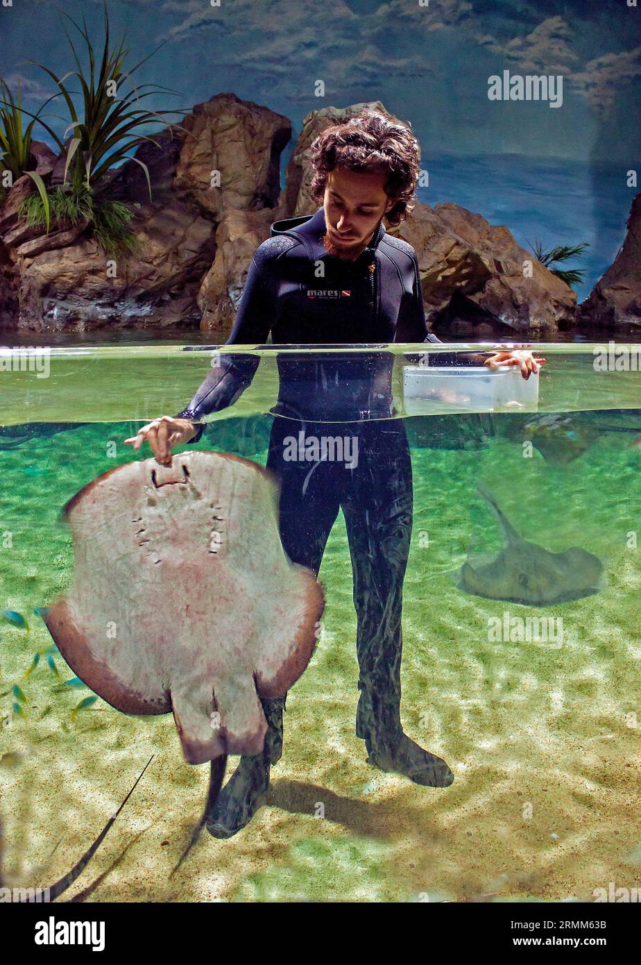 Stingray feeding hi-res stock photography and images - Alamy