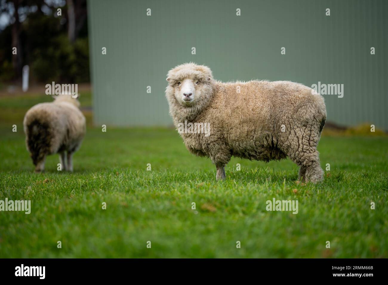 White ram australia hi-res stock photography and images - Alamy