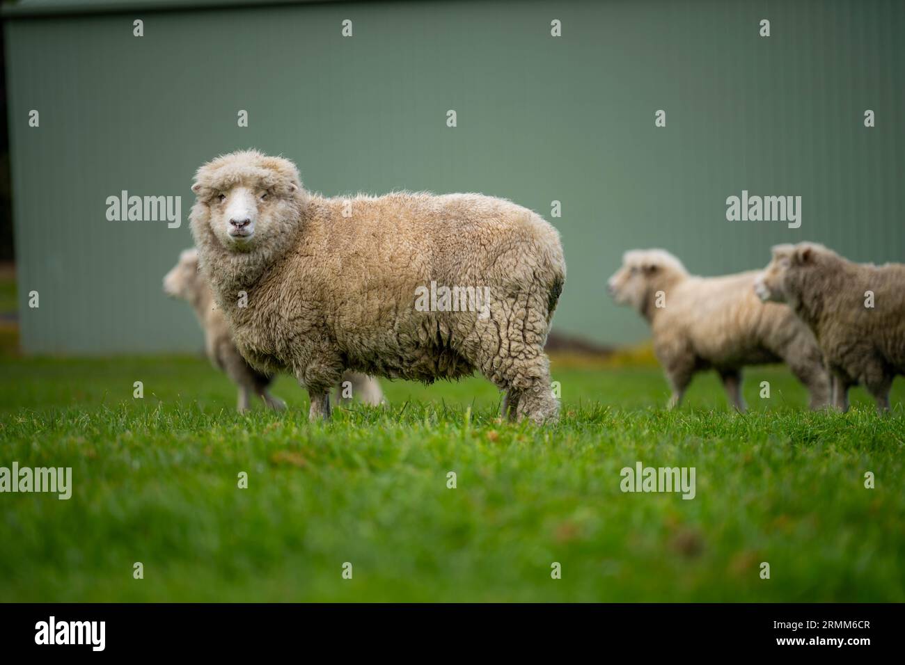 flock of sheep under gum trees in summer on a regenerative agricultural ...