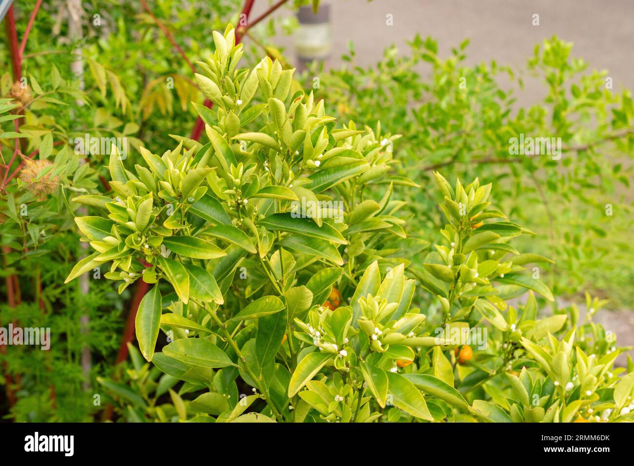 Zurich, Switzerland, August 9, 2023 Citrus Reticulata or mandarin ...