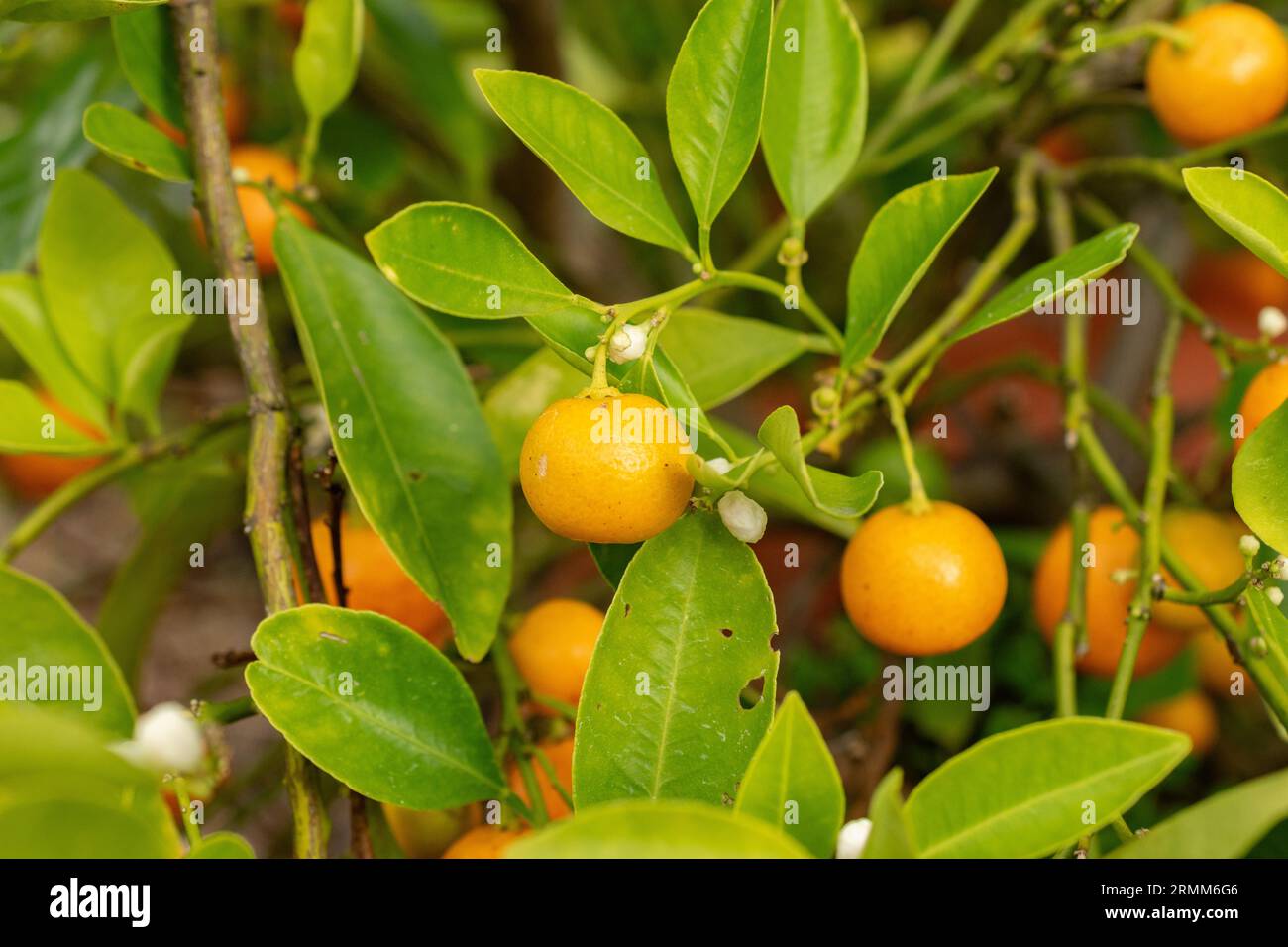 Zurich, Switzerland, August 9, 2023 Citrus Reticulata or mandarin ...
