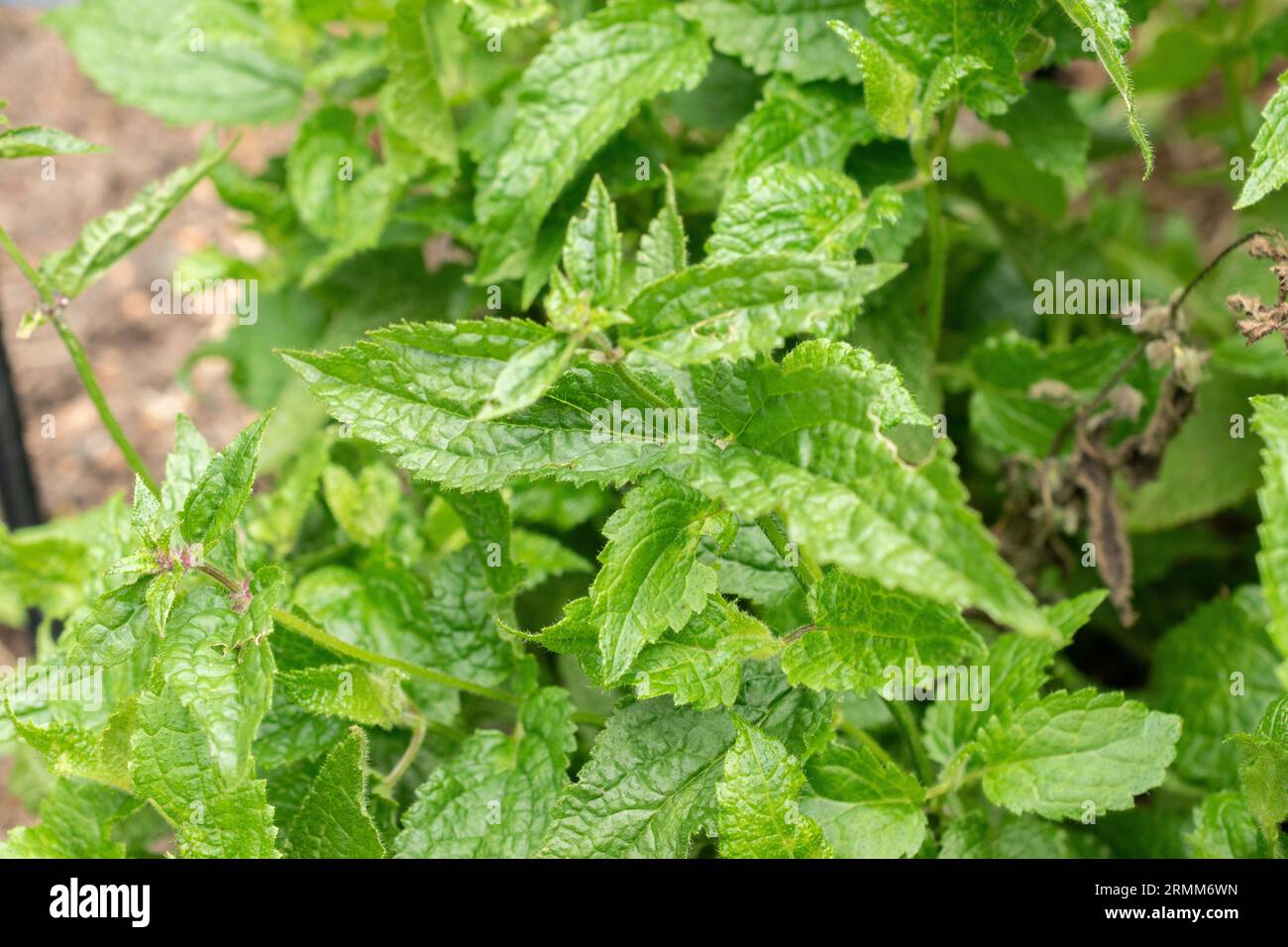Zurich, Switzerland, August 9, 2023 Stachys Affinis or chinese ...