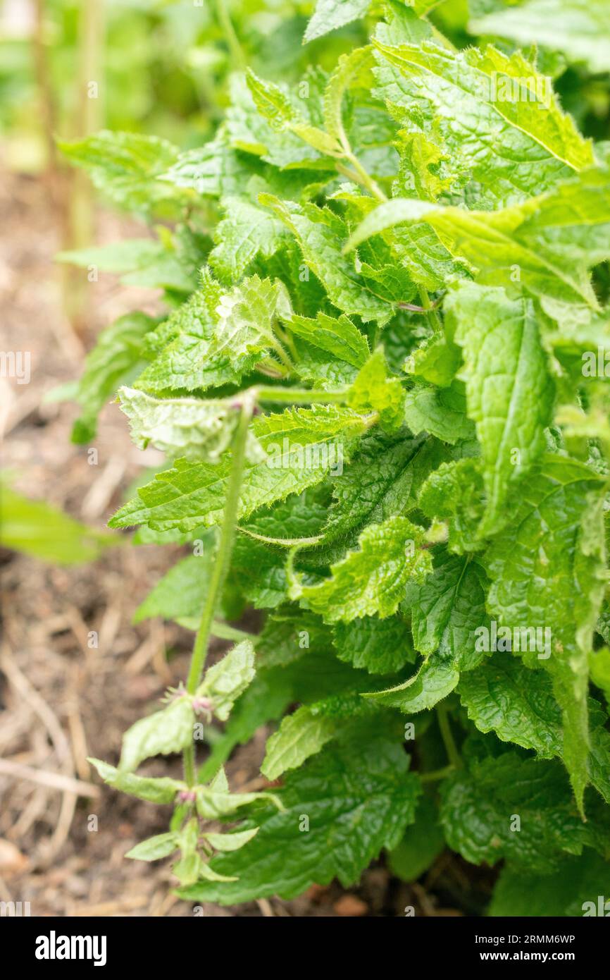 Zurich, Switzerland, August 9, 2023 Stachys Affinis or chinese ...