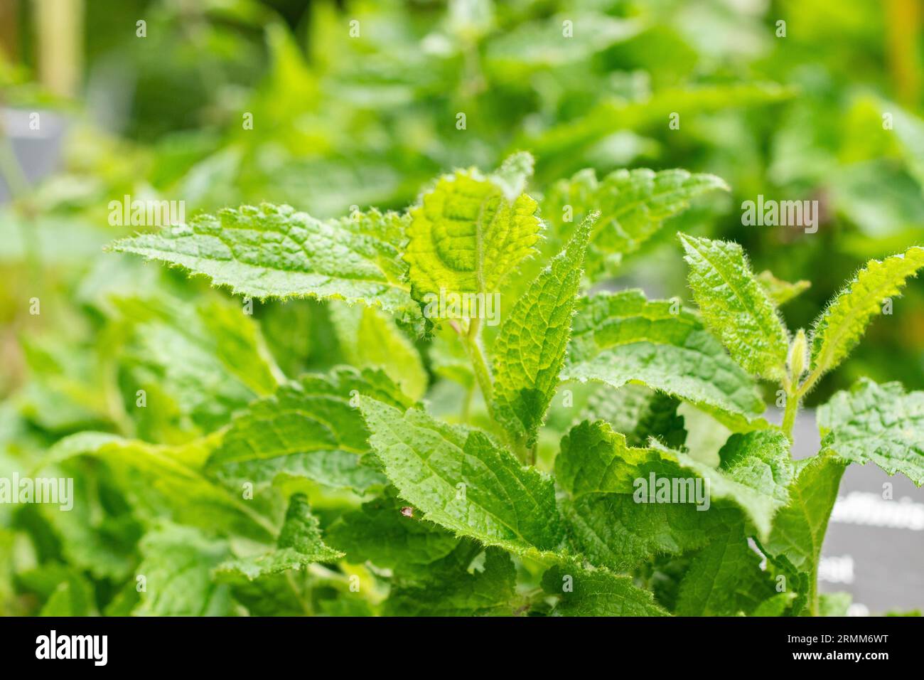 Zurich, Switzerland, August 9, 2023 Stachys Affinis or chinese ...