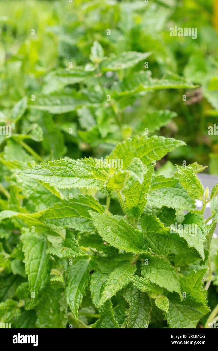Zurich, Switzerland, August 9, 2023 Stachys Affinis or chinese ...
