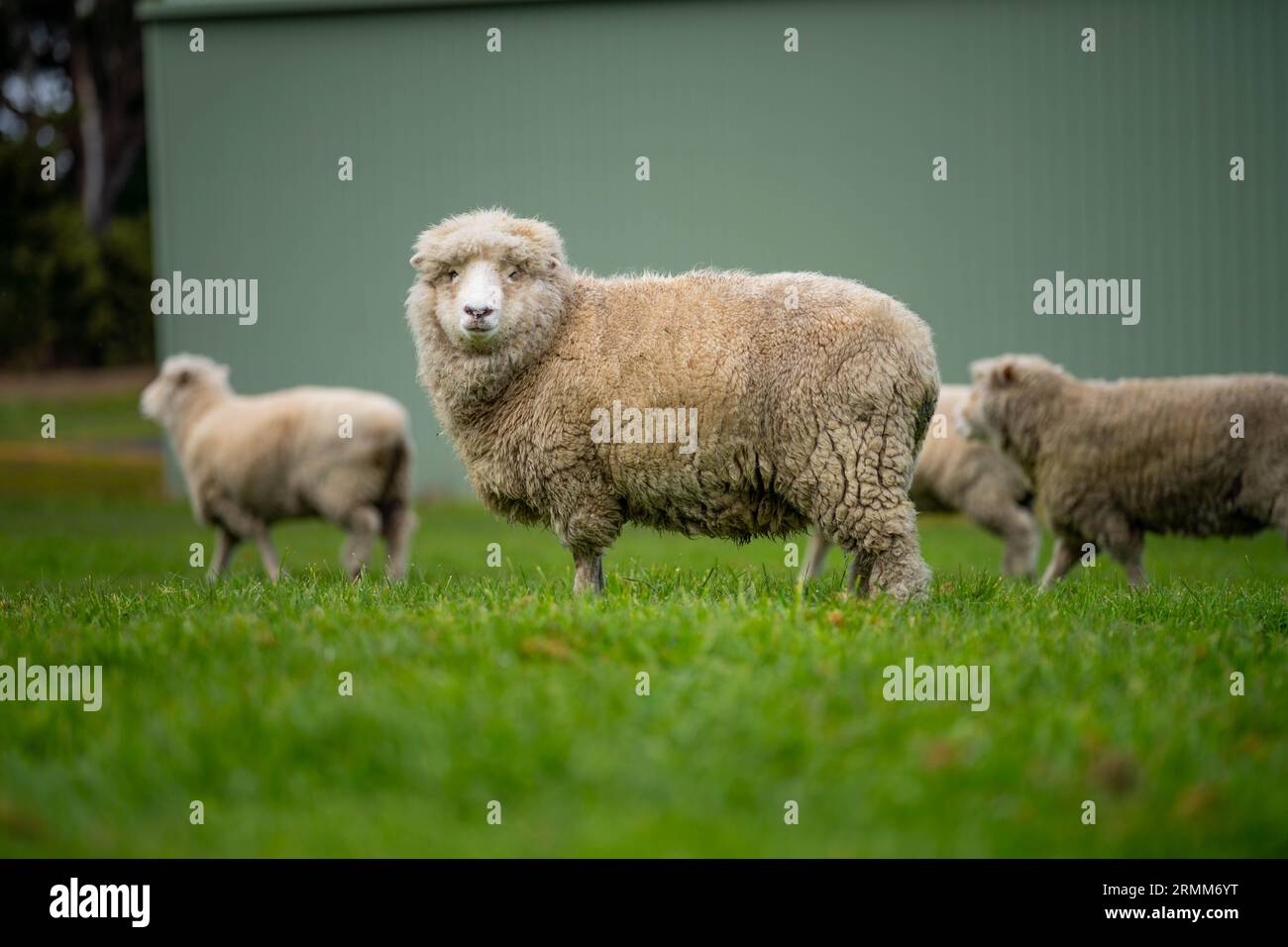 Sheep in a field. Merino sheep, grazing and eating grass in New zealand ...