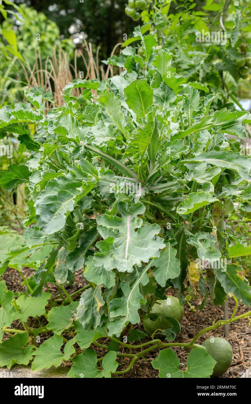 Zurich, Switzerland, August 9, 2023 Brassica Oleracea or wild cabbage ...