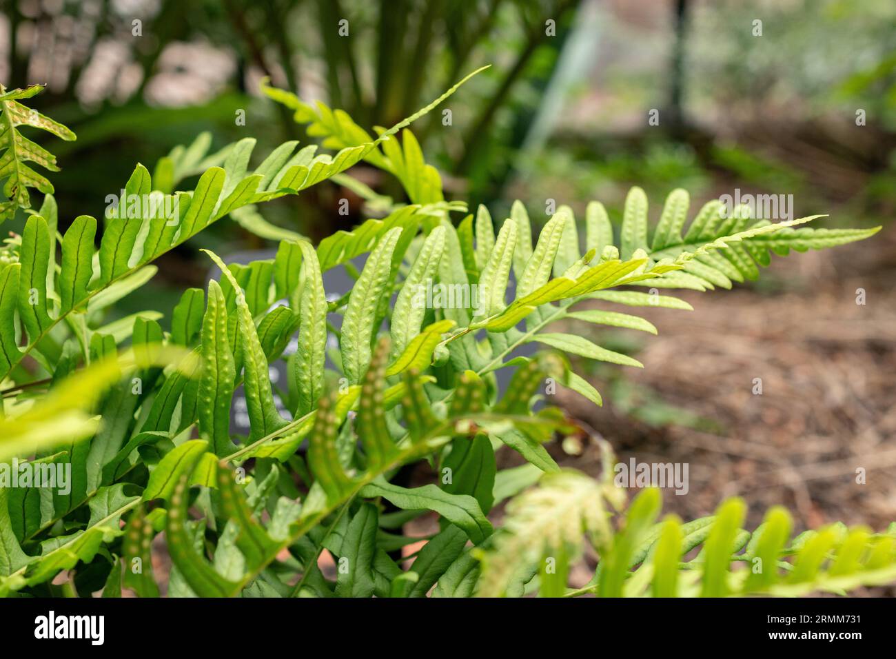 Zurich, Switzerland, August 9, 2023 Polypodium Vulgare or common ...