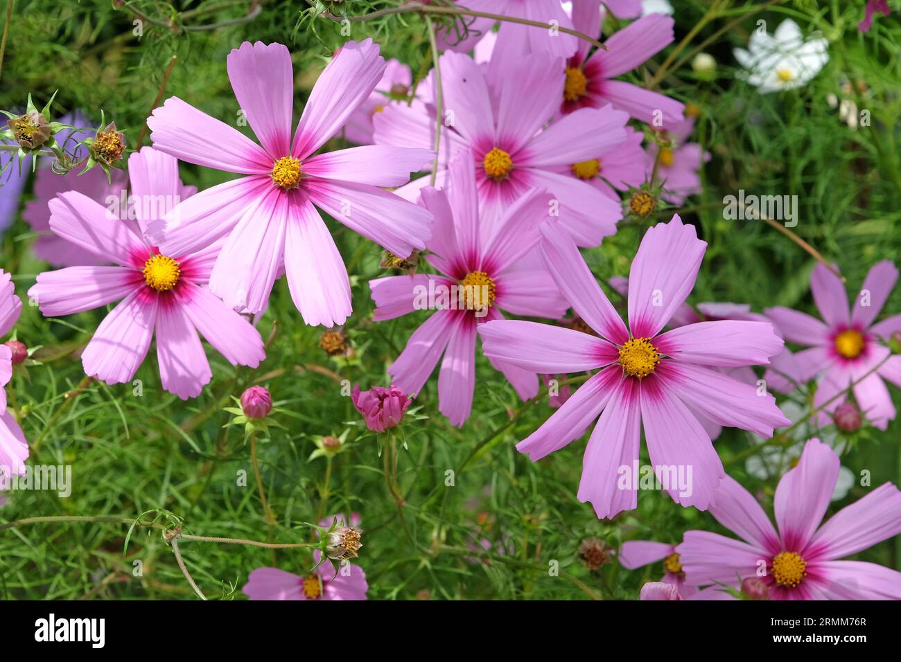 Pink Cosmos bipinnatus, commonly called the garden cosmos or Mexican ...