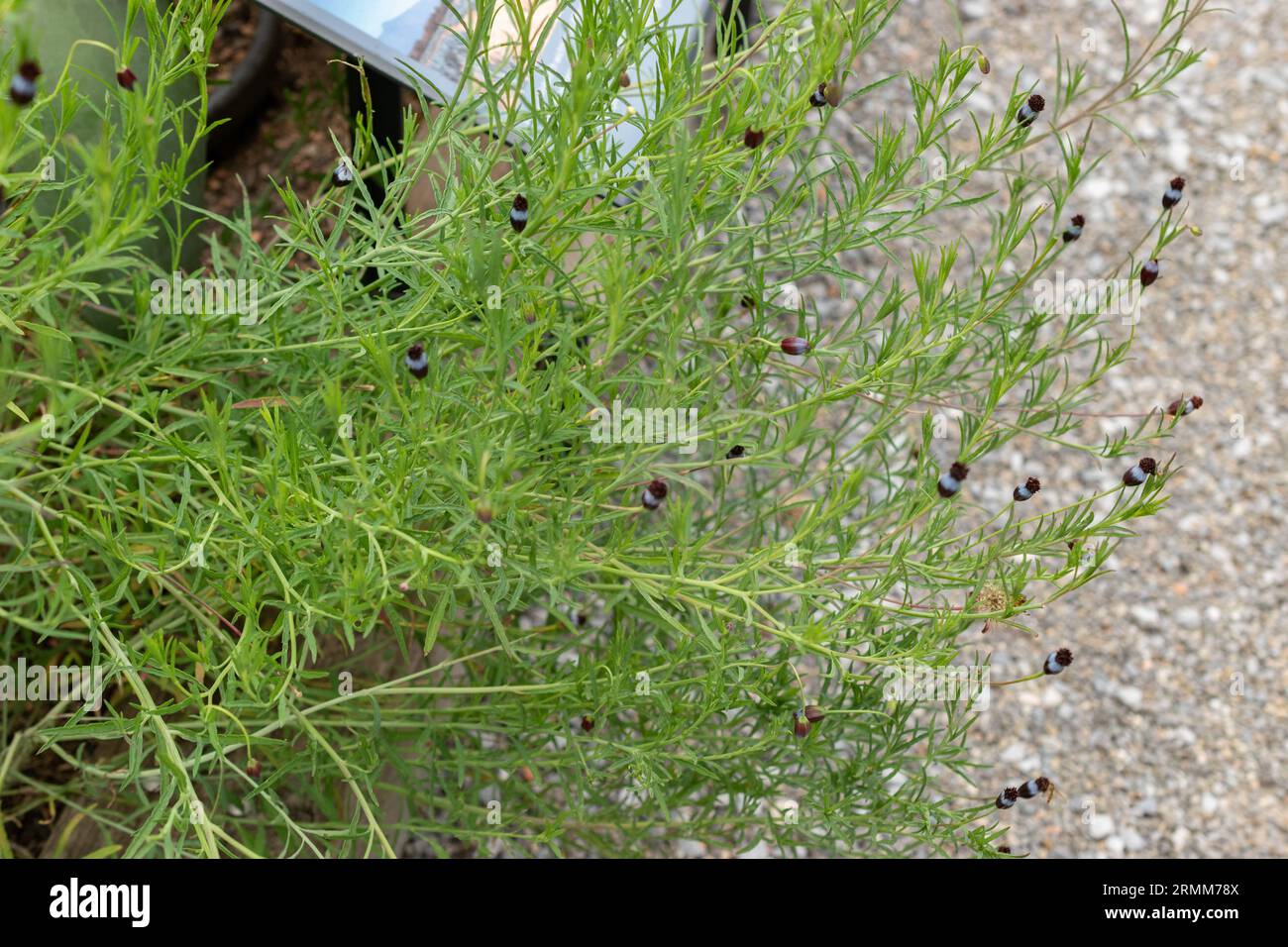 Zurich, Switzerland, August 9, 2023 Porophyllum Tagetoides or Pepicha ...