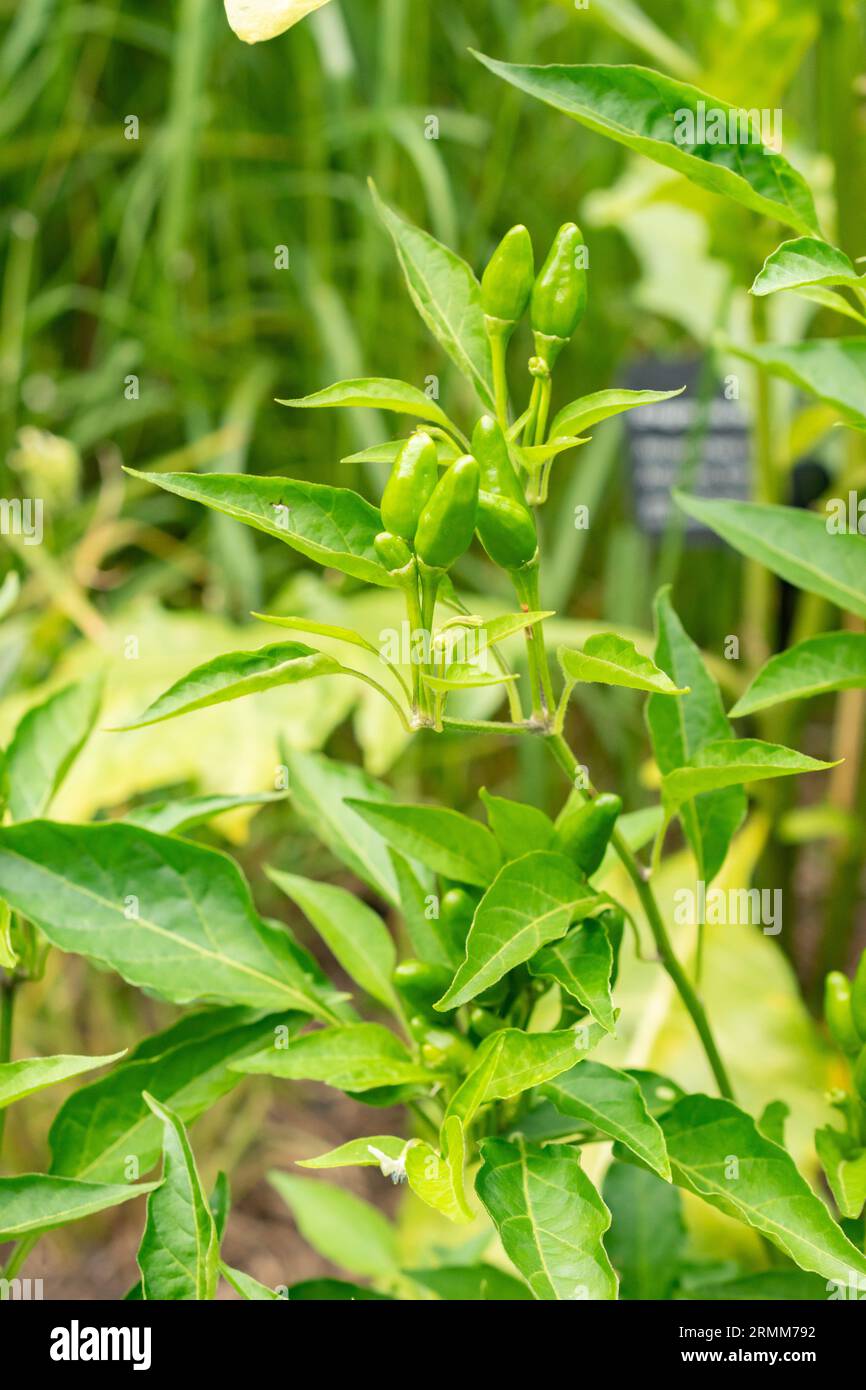 Zurich, Switzerland, August 9, 2023 Capsicum Frutescens or chili pepper ...