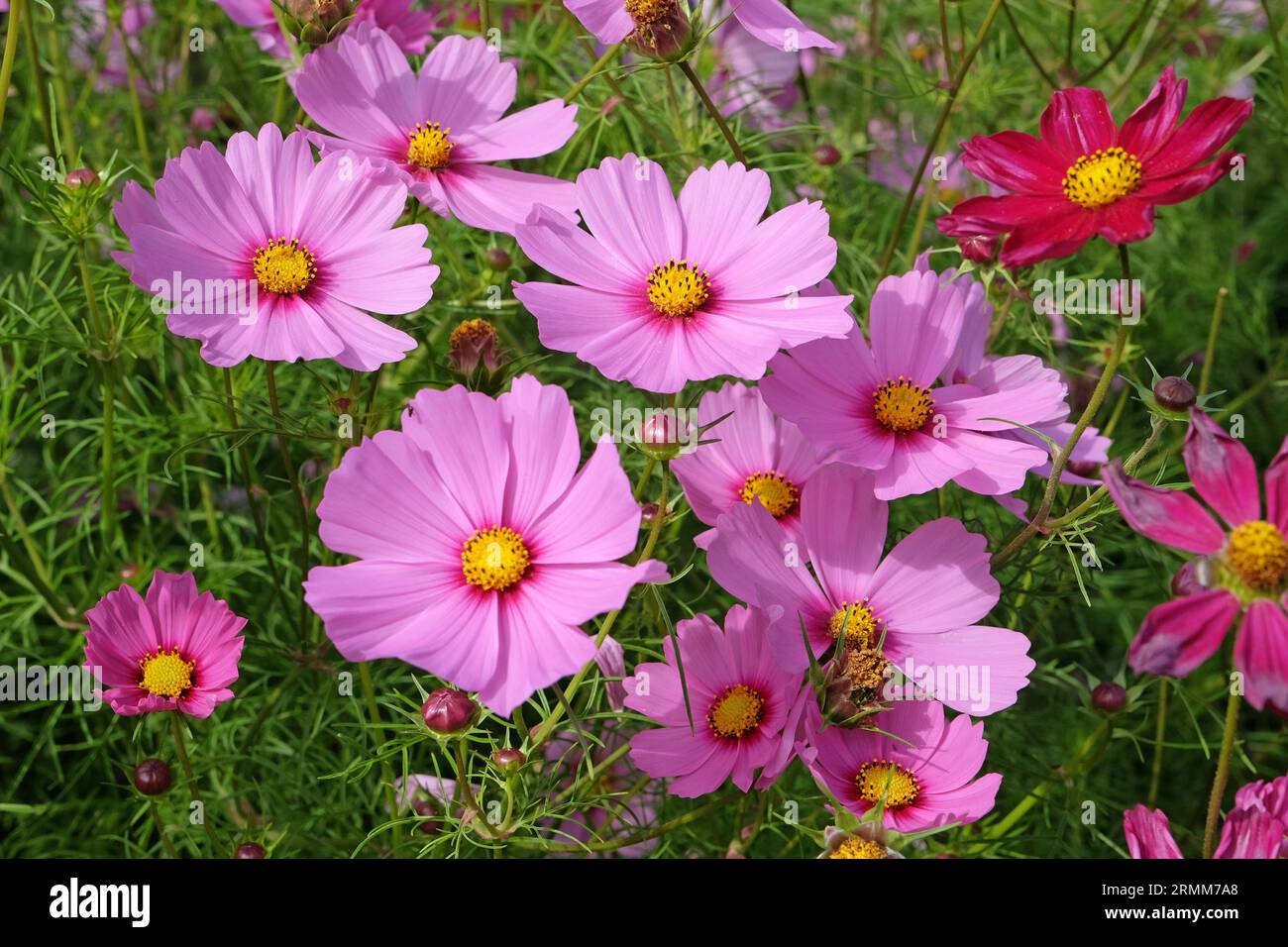 Pink Cosmos bipinnatus, commonly called the garden cosmos or Mexican ...