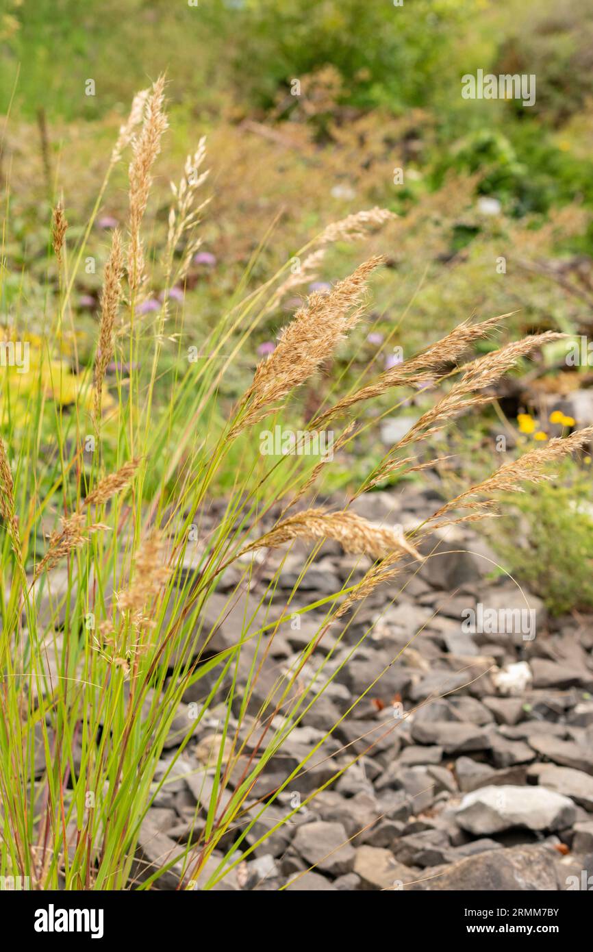 Spear grass hi-res stock photography and images - Alamy