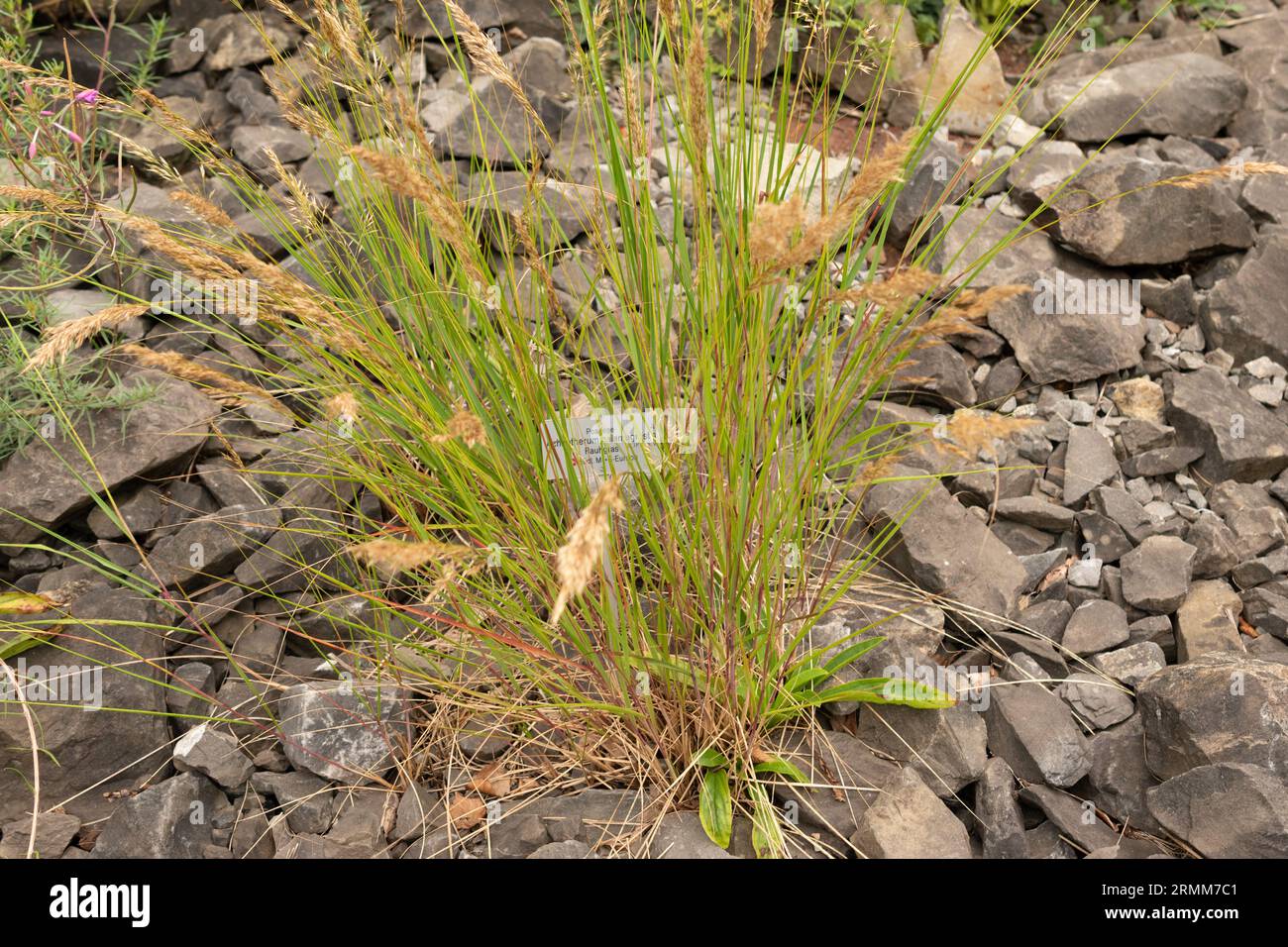 Spear grass hi-res stock photography and images - Alamy