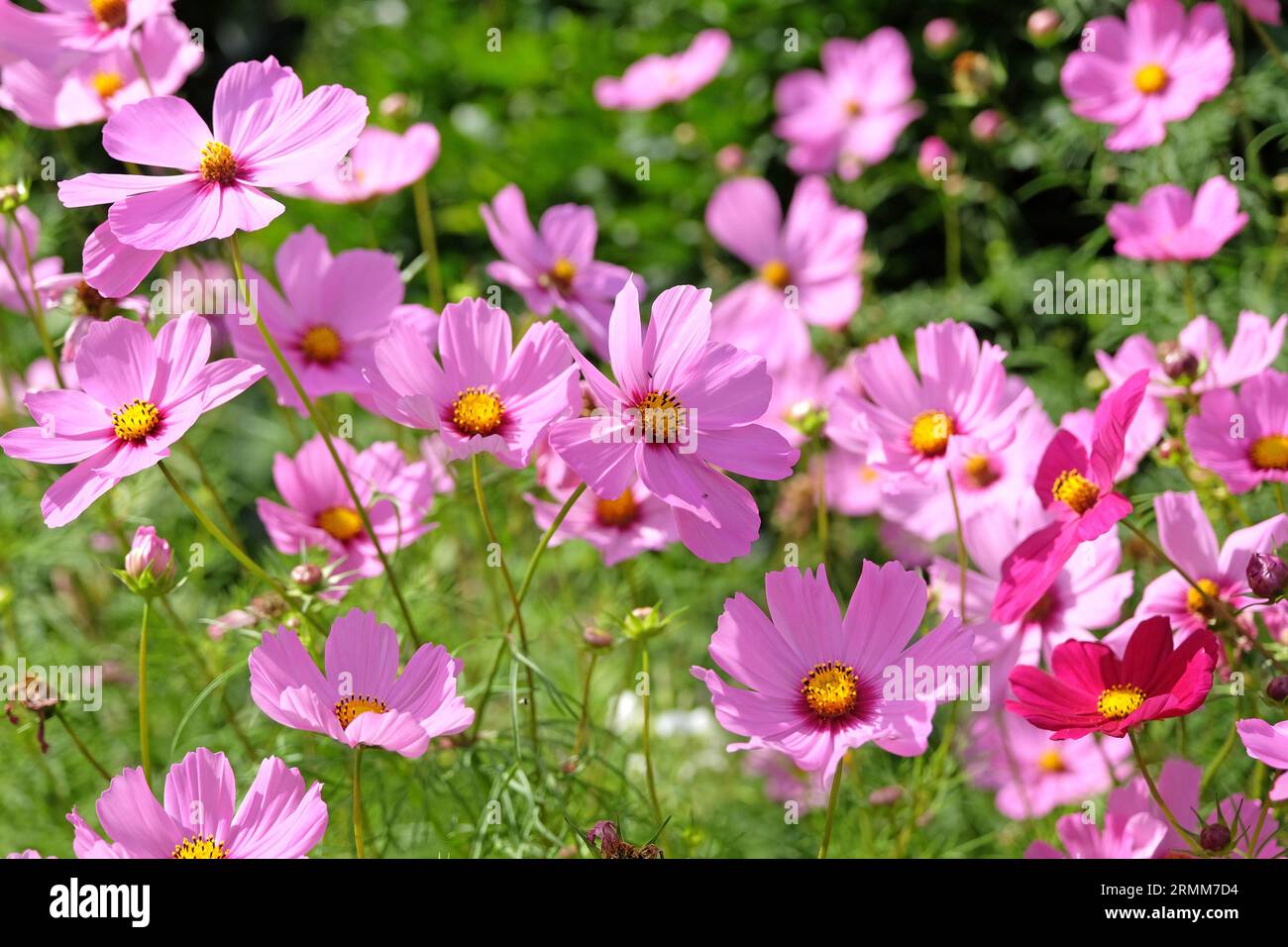 Pink Cosmos bipinnatus, commonly called the garden cosmos or Mexican ...
