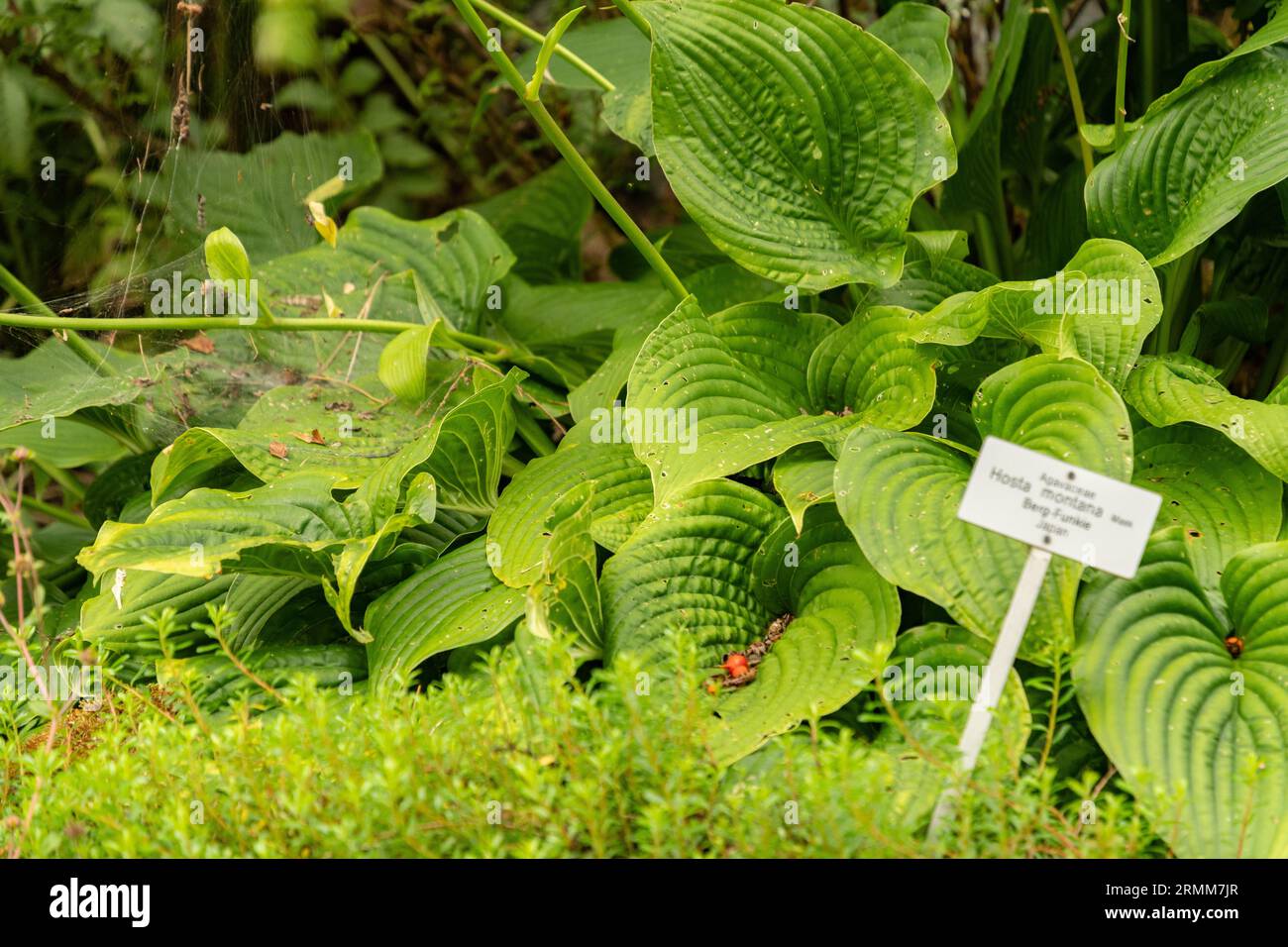 Zurich, Switzerland, August 9, 2023 Hosta Montana plant at the ...