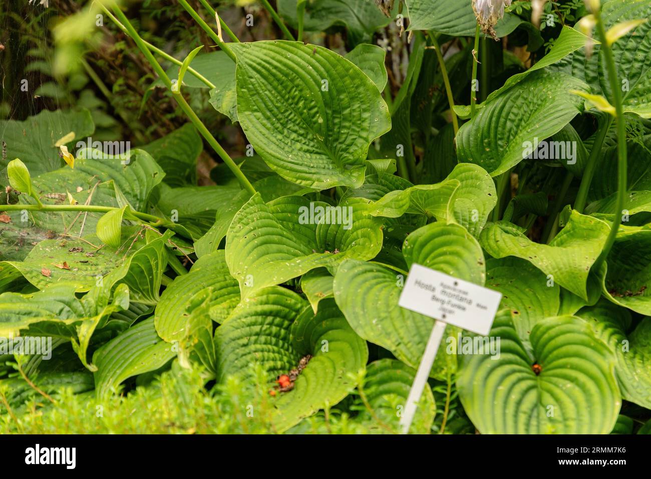 Zurich, Switzerland, August 9, 2023 Hosta Montana plant at the ...