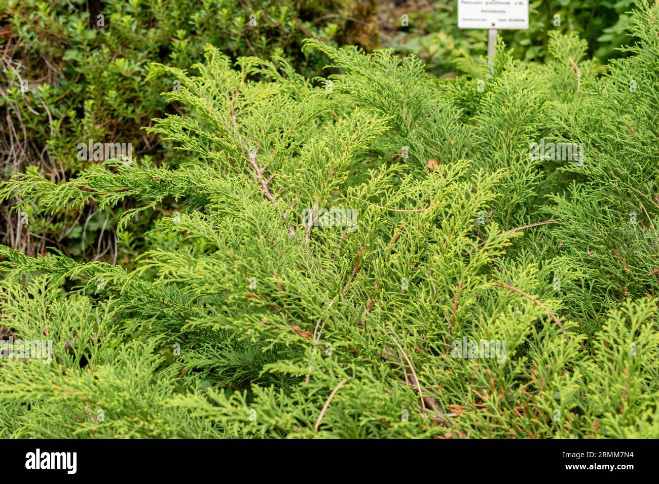 Zurich, Switzerland, August 9, 2023 Microbiota Decussata or siberian ...