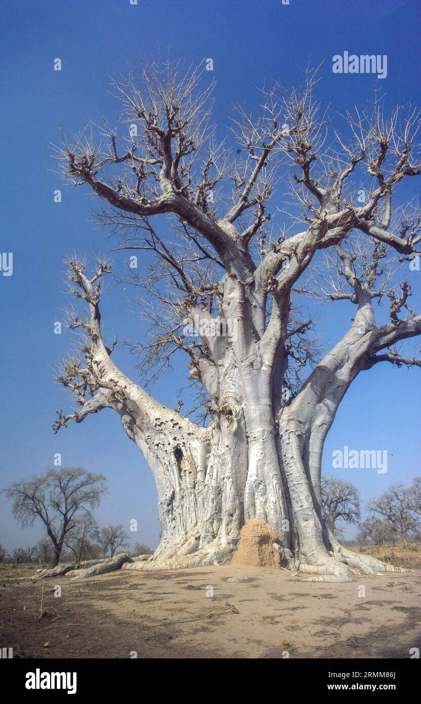 Mali, baobab tree (Adansonia digitata) in the Sahel zone Stock Photo ...