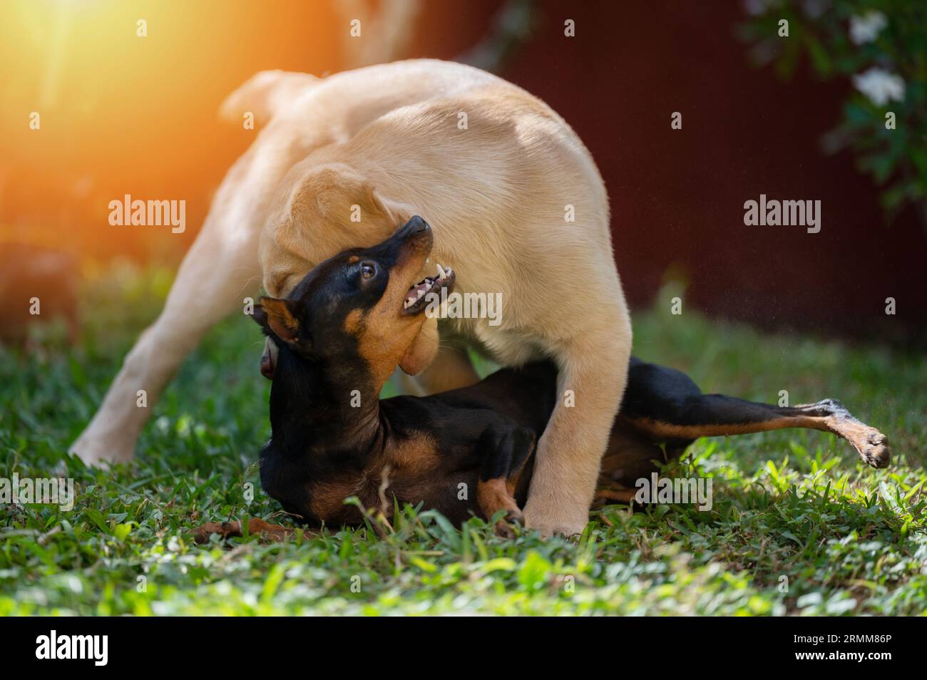 Background game on garden hi-res stock photography and images - Alamy