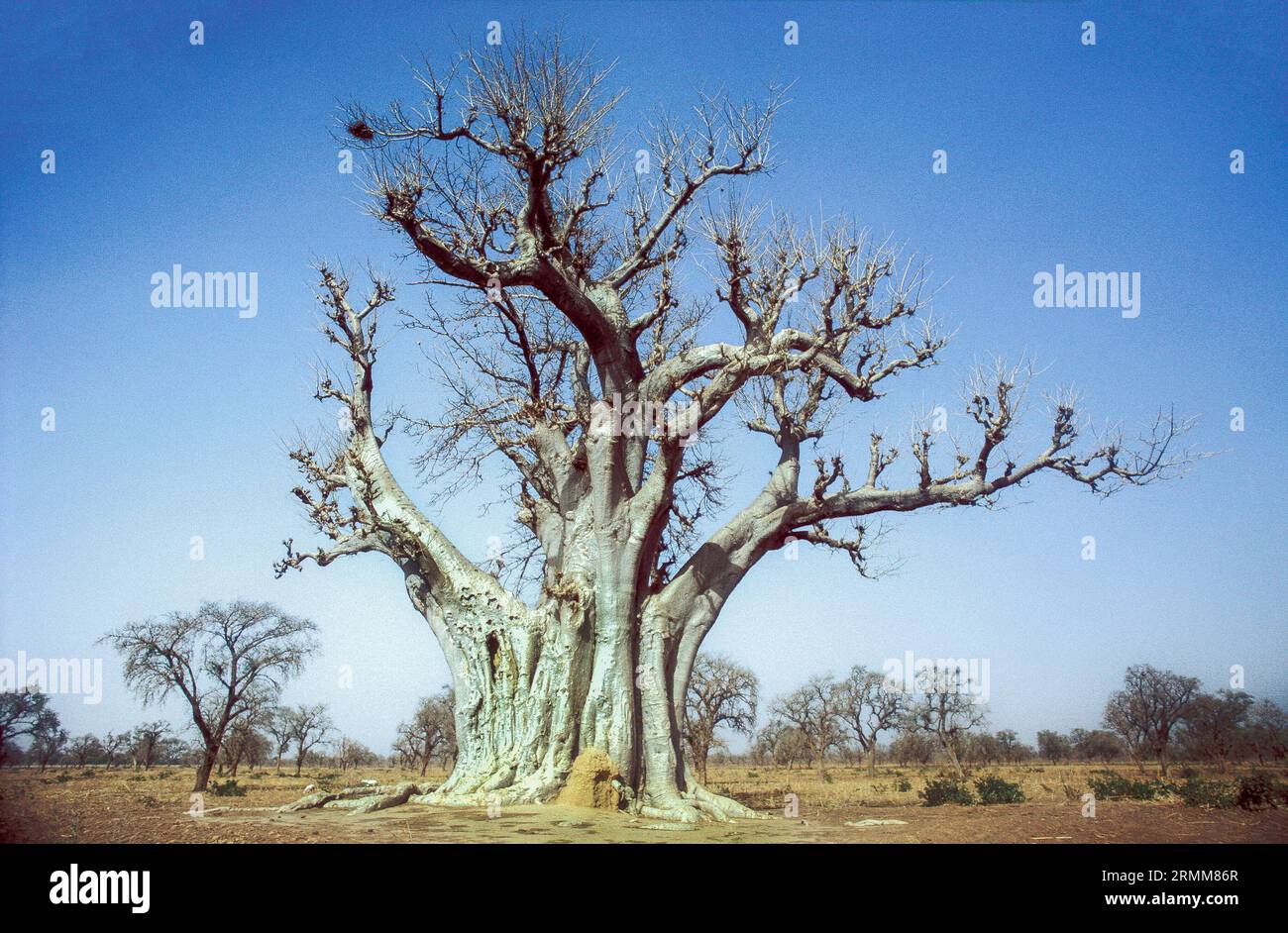 Mali baobab hi-res stock photography and images - Alamy